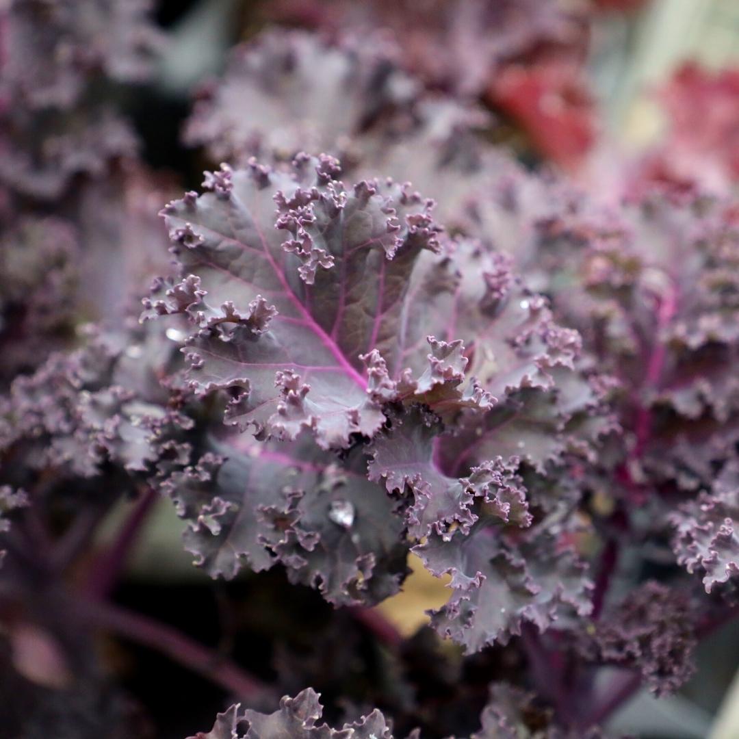 Buy Redbor Kale Online | Garden Goods Direct