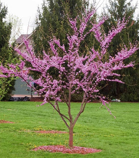 Shop Plants Blooming Now | Garden Goods Direct