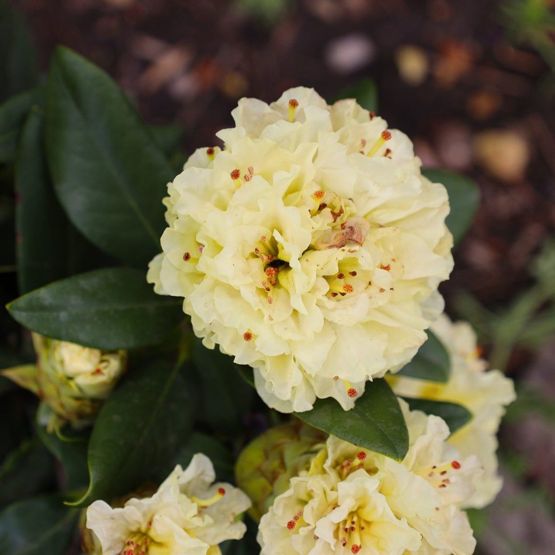 Capistrano Rhododendron for Sale | Garden Goods Direct