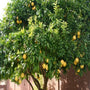 Rio Red Grapefruit Trees for Sale | Garden Goods Direct