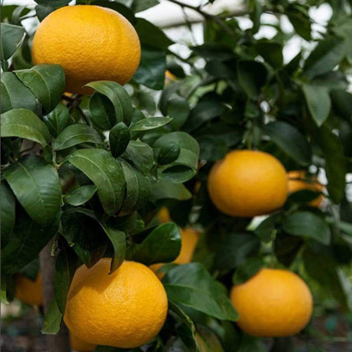 Rio Red Grapefruit Trees for Sale | Garden Goods Direct