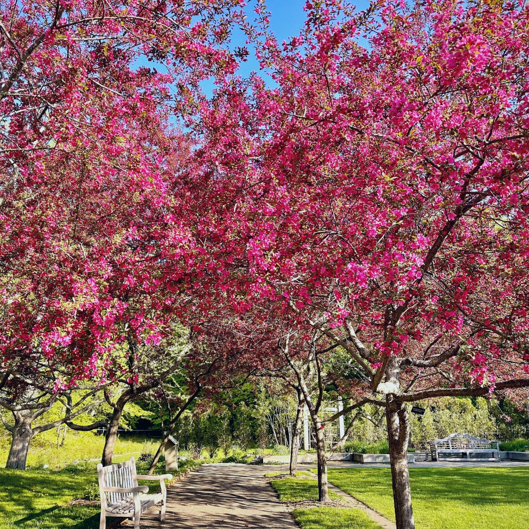 Robinson Crabapple Tree for Sale | Garden Goods Direct