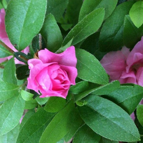 Buy Rosebud Azalea Online | Garden Goods Direct