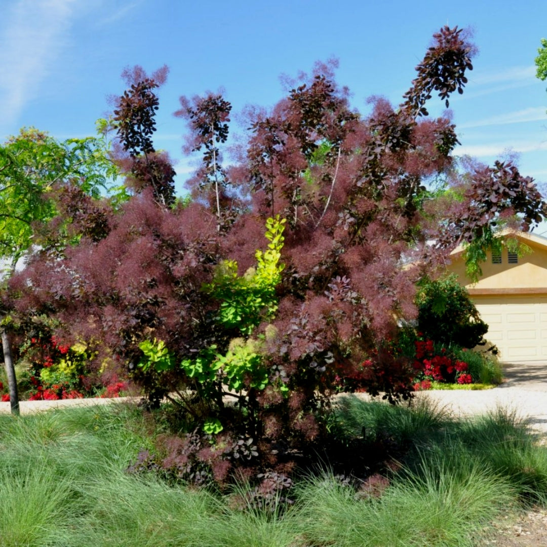 Landscaping With A Purple Smoke Tree