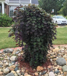 Buy Dwarf Trees Online | Garden Goods Direct