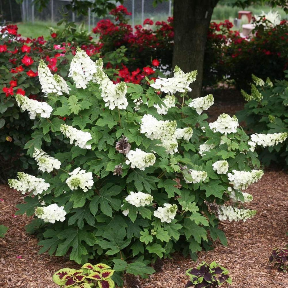 Buy Ruby Slippers Hydrangea – Compact Oakleaf Hydrangea with Color ...