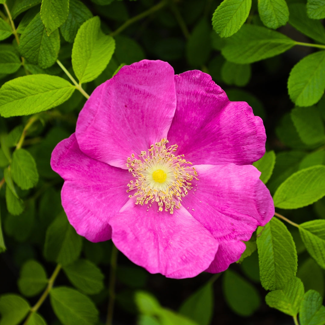 Rugosa Rose Bushes for Sale | Garden Goods Direct