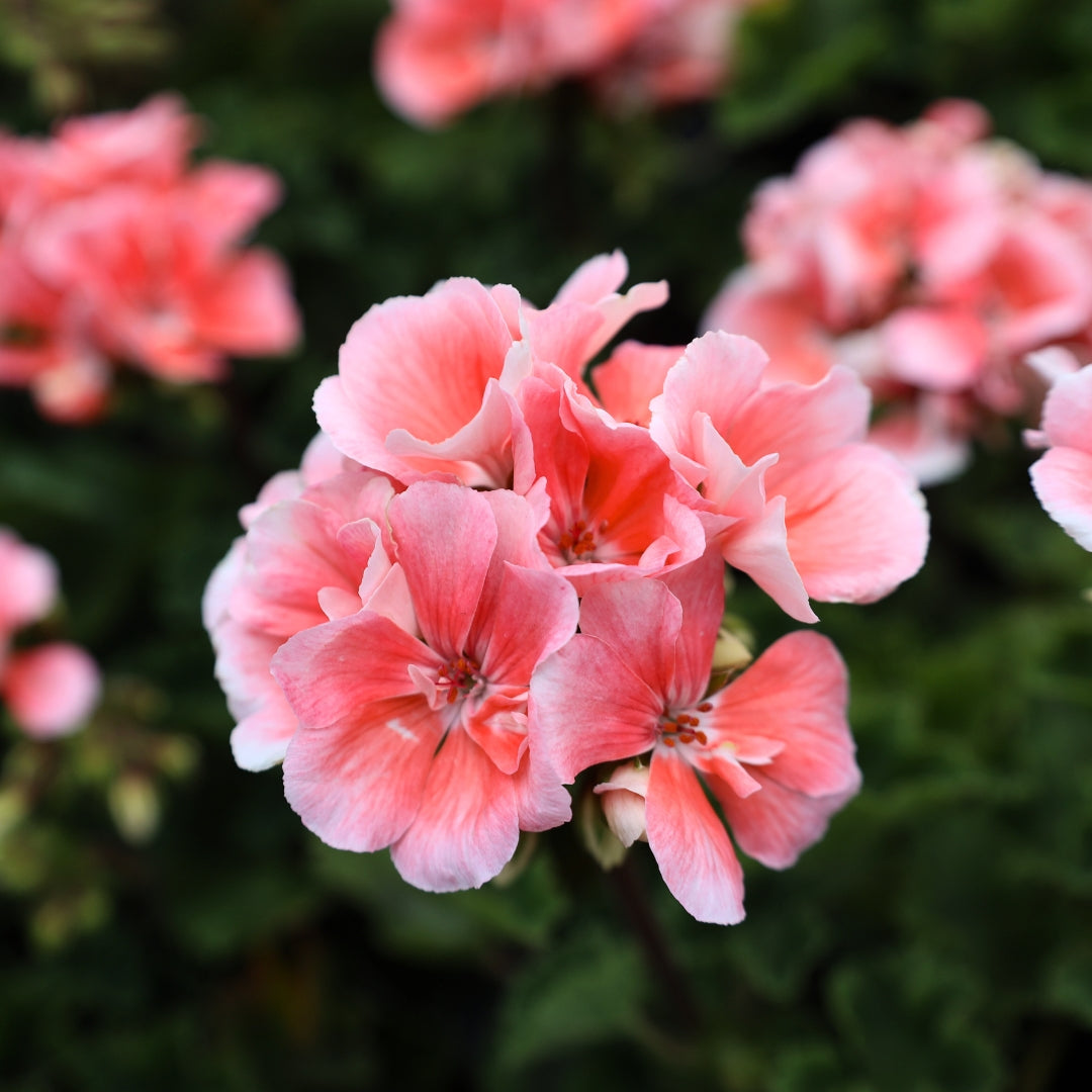 Buy Salmon Geraniums Online | Garden Goods Direct