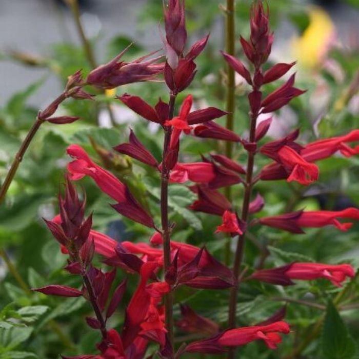 Red Salvia Plant