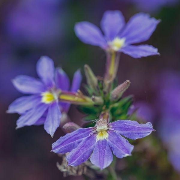 Buy Scaevola Whirlwind Blue Flower Online | Garden Goods Direct