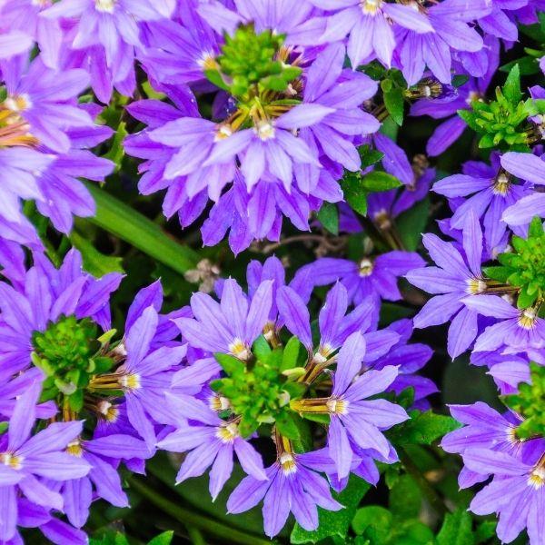 Buy Scaevola Whirlwind Blue Flower Online | Garden Goods Direct