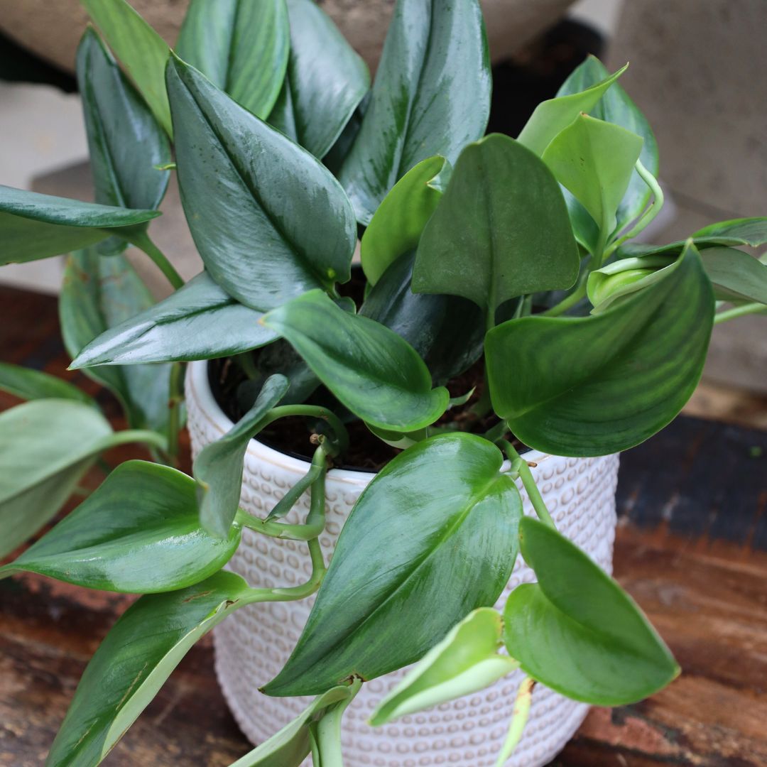 Buy Scindapsus Treubii Moonlight Online | Garden Goods Direct