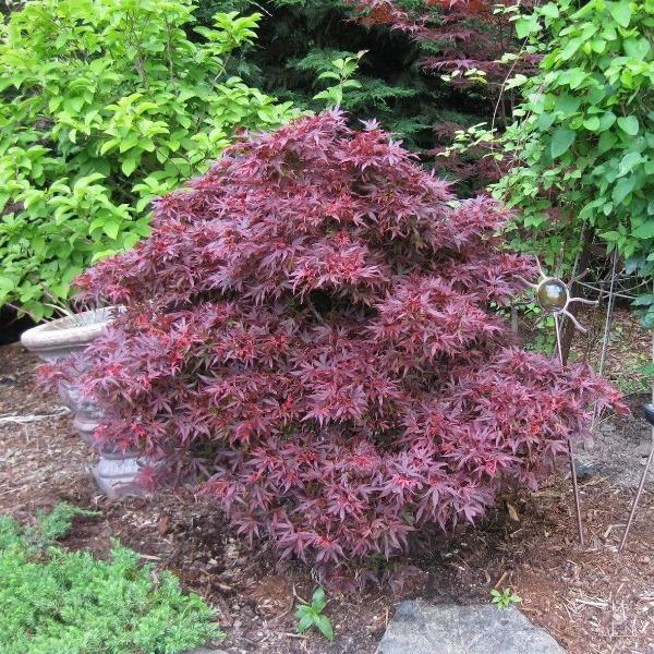 Buy Shaina Japanese Maple Trees Online | Garden Goods Direct