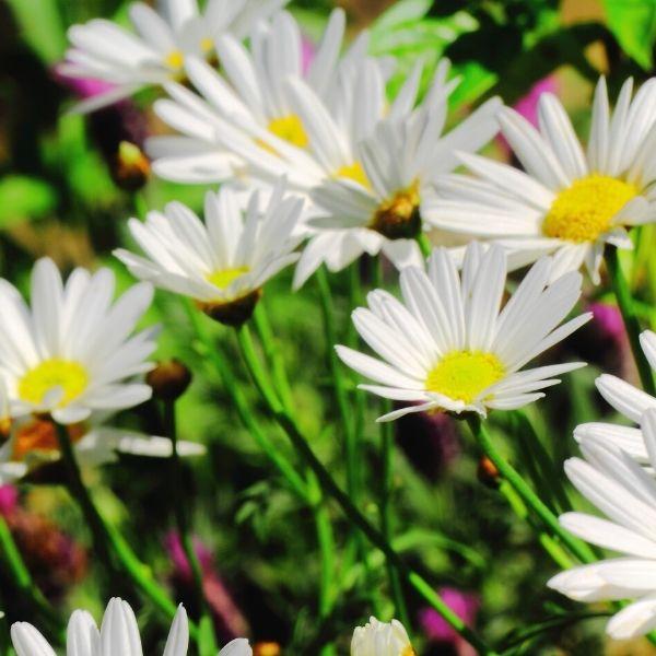 Buy Shasta Daisy Cream Puff Online | Garden Goods Direct