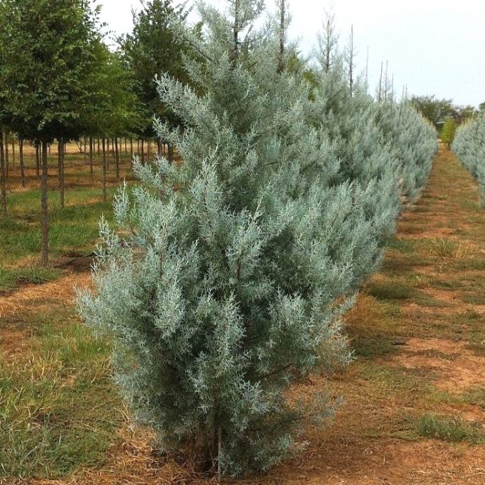 Silver Smoke Cypress Trees for Sale | Garden Goods Direct
