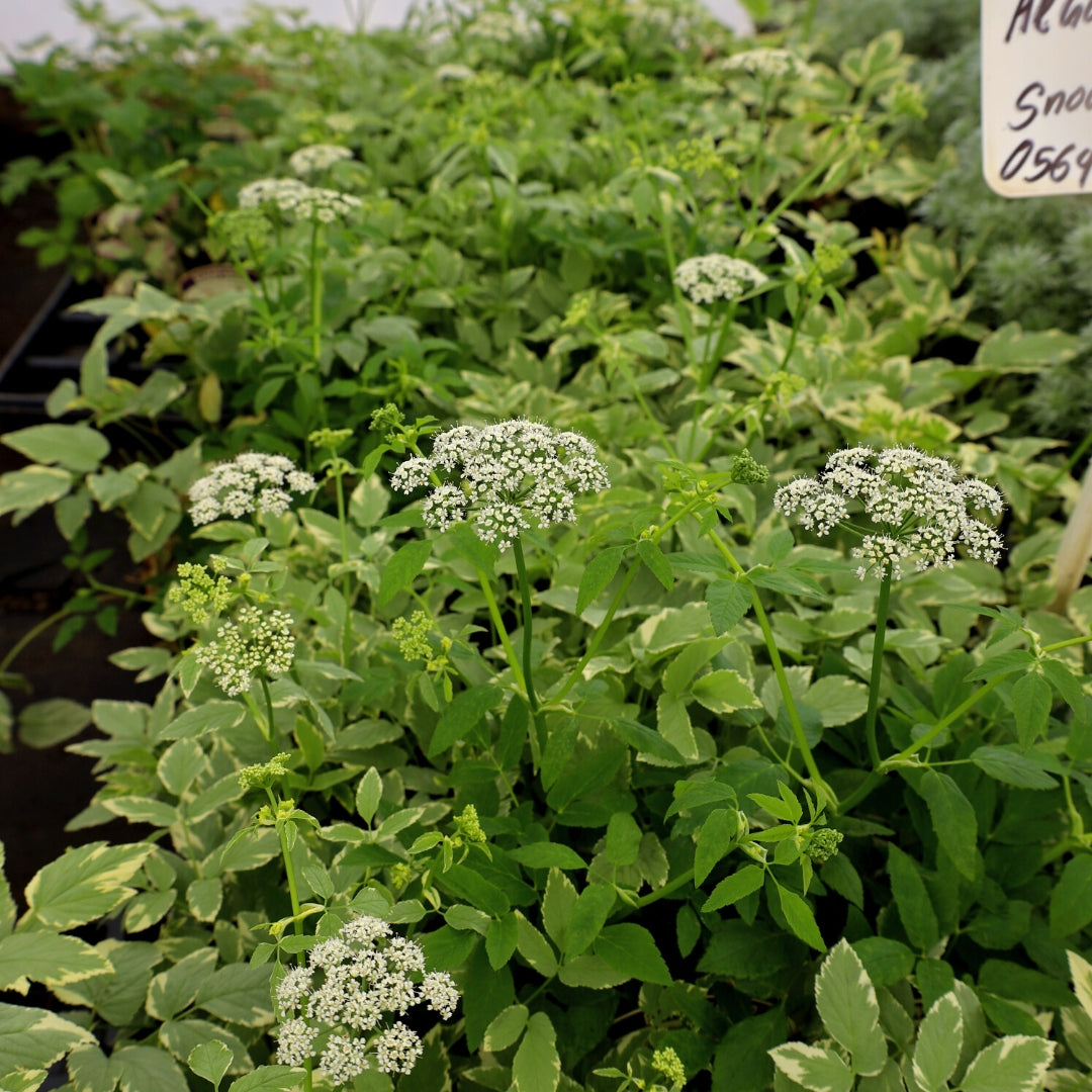 Snow On The Mountain Groundcover Variegated Shade Spreader