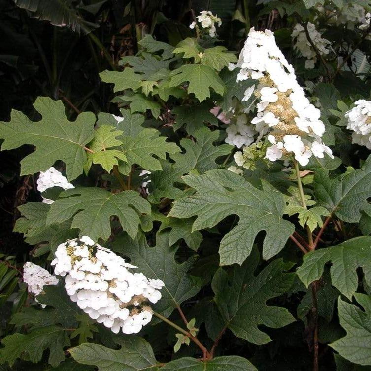 Snow Queen Oakleaf Hydrangea for Sale | White Blooms, Red Fall Color
