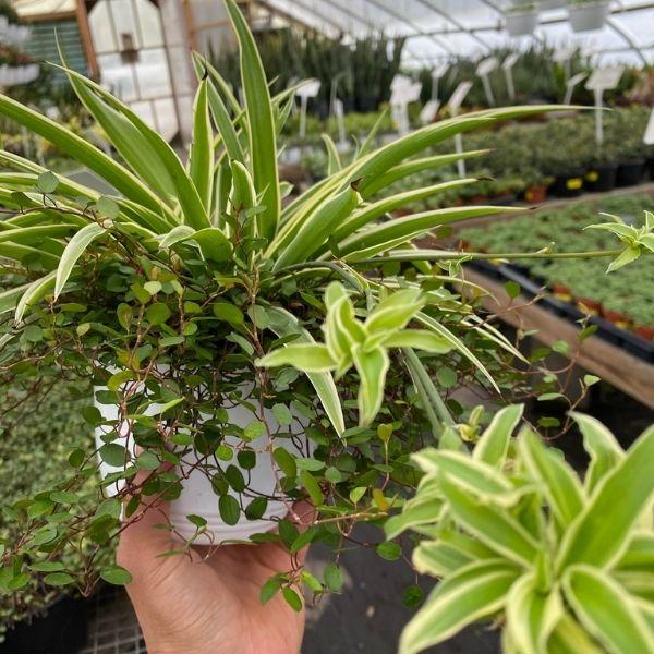 Spider Plant-Wire Vine Combo Pot for Sale | Garden Goods Direct