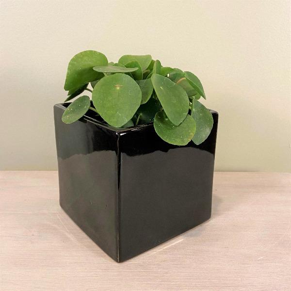Square Ceramic Plant Pots for Sale | Garden Goods Direct