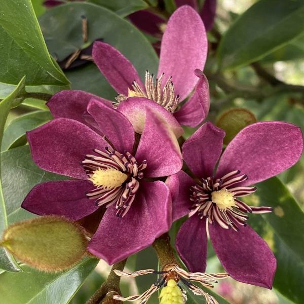 Stellar Ruby Magnolia for Sale | Garden Goods Direct