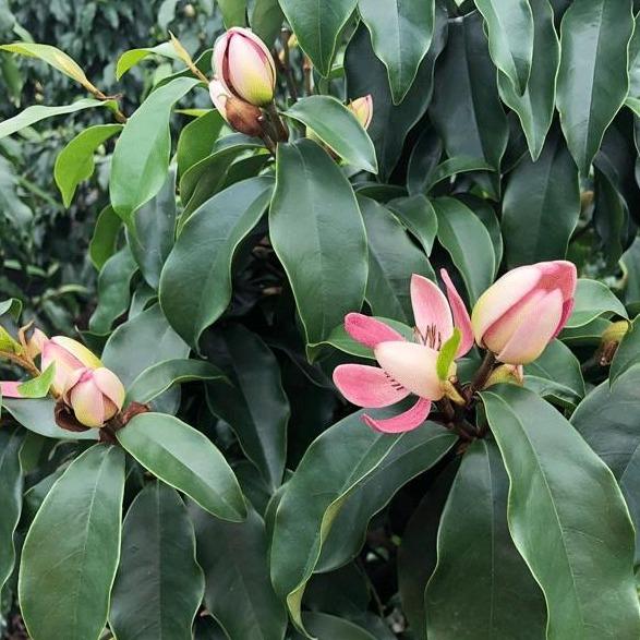 Stellar Ruby Magnolia for Sale | Garden Goods Direct