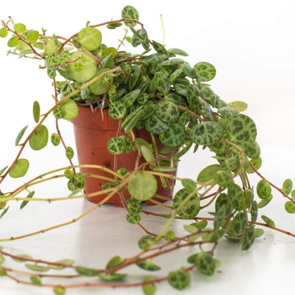 Buy String of Turtles Online - Peperomia prostrata | Garden Goods Direct