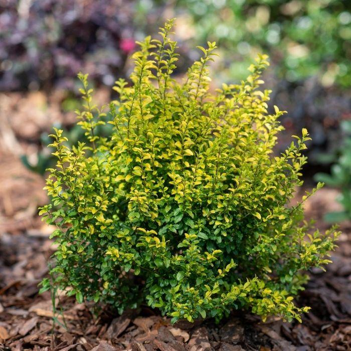 Sunshine Ligustrum | Golden Evergreen Hedge Shrub, Deer Resistant
