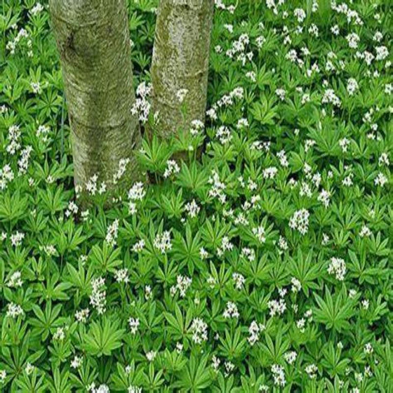 Sweet Woodruff Ground Cover