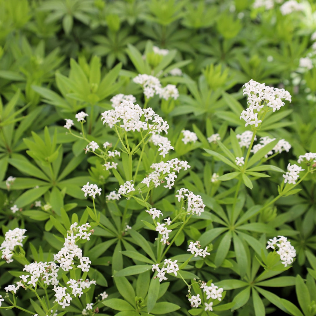 Buy Sweet Woodruff plants Online | Garden Goods Direct