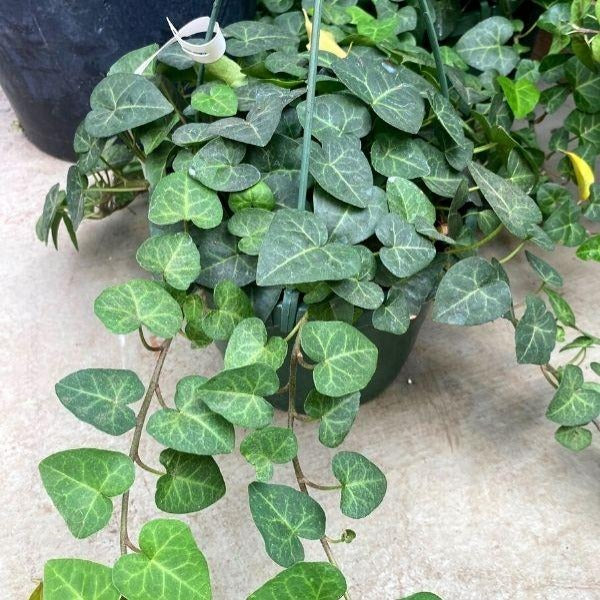 Types Of Indoor Ivy Plants