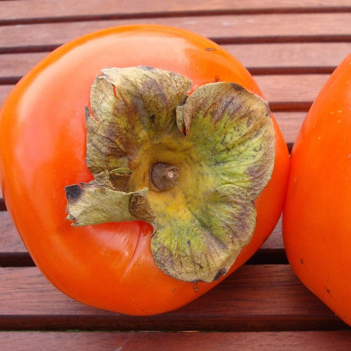Tanenashi Persimmon Trees for Sale | Garden Goods Direct