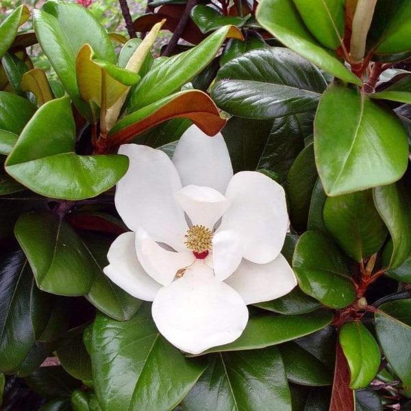 Teddy Bear Magnolia | Compact Evergreen White Flowering Tree