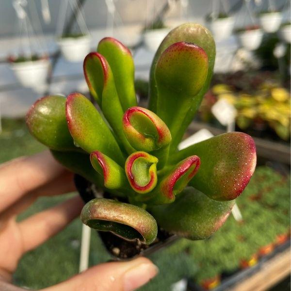 Tricolor Hobbit Jade Plant for Sale | Garden Goods Direct