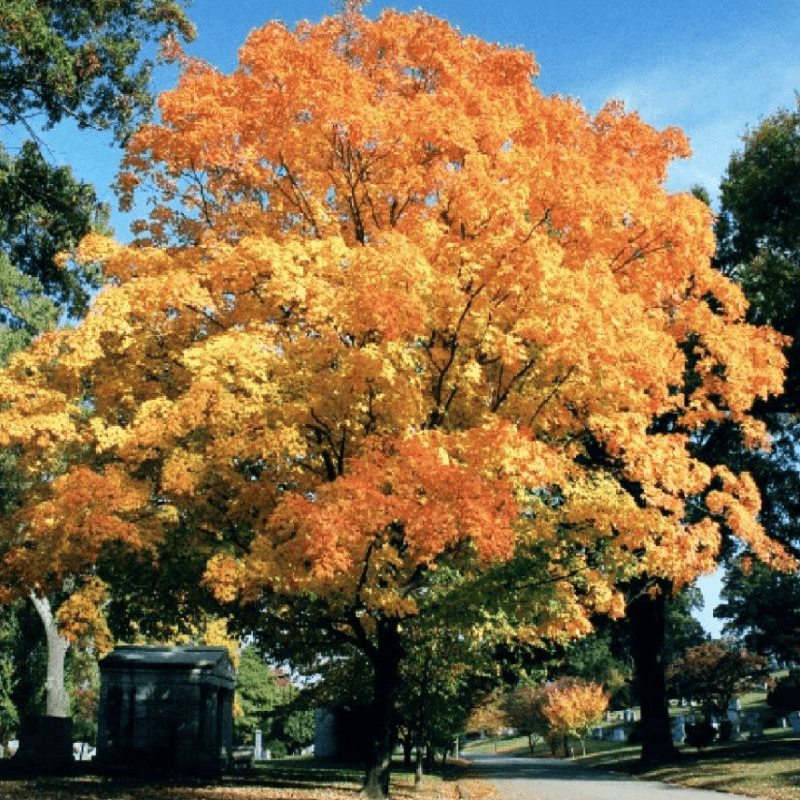 Valley forge Elm Trees for Sale | Garden Goods Direct