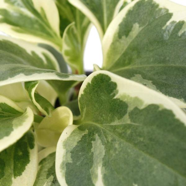 Variegated Peperomia Obtusifolia for Sale | Garden Goods Direct