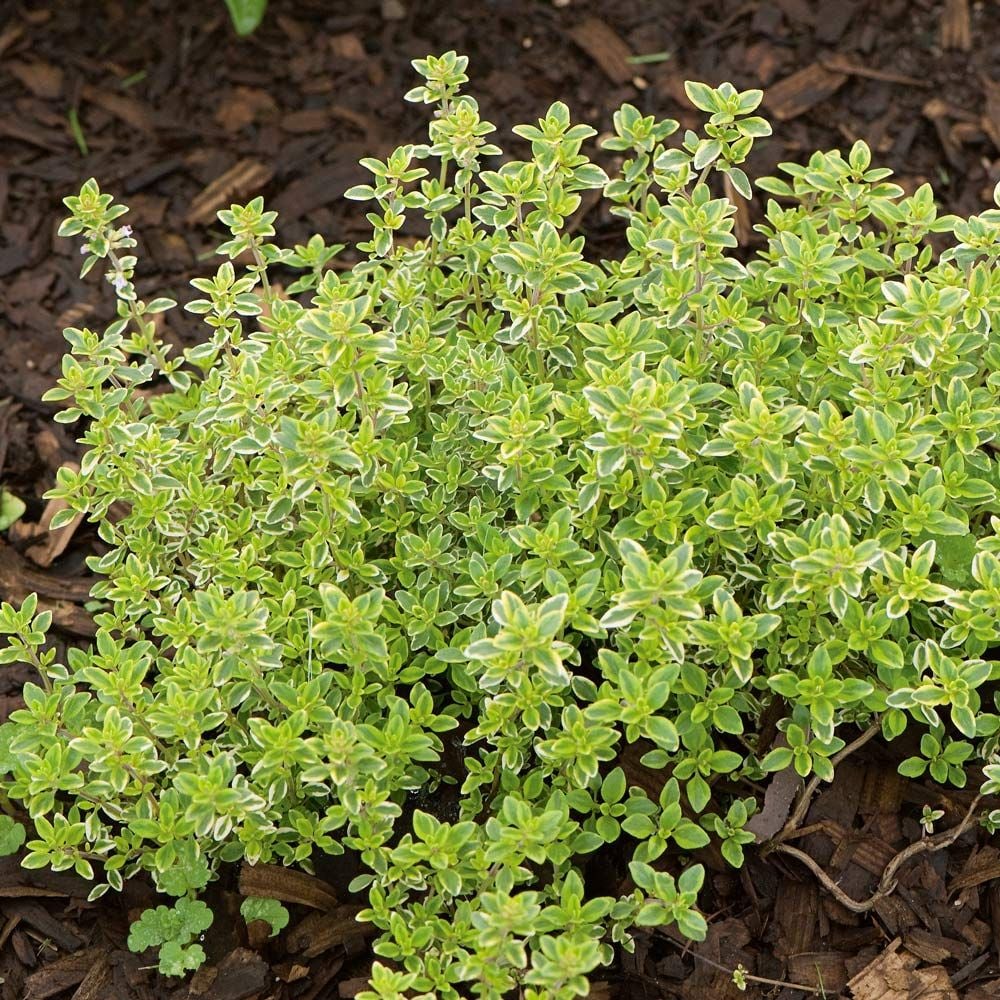 Buy Variegated Lemon Thyme Plants Online | Garden Goods Direct