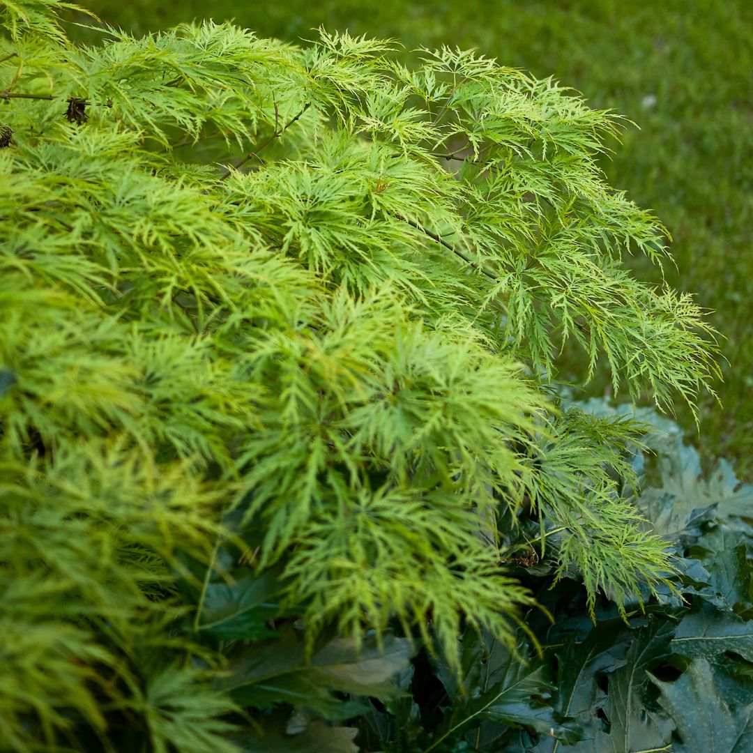 Waterfall Japanese Maple Tree | Garden Goods Direct