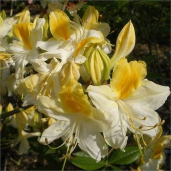 Buy Weston's Lemon Drop Azalea Online | Garden Goods Direct