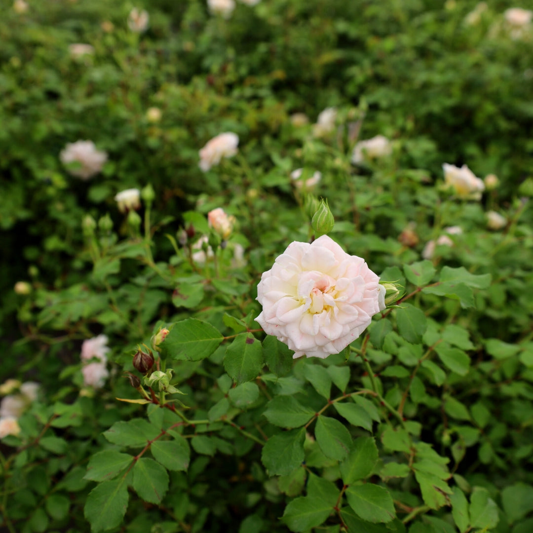Buy White Drift Rose Bushes Online | Garden Goods Direct