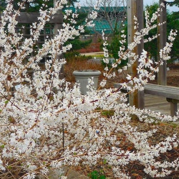 White Forsythia - Abeliophyllum distichum | Garden Goods Direct