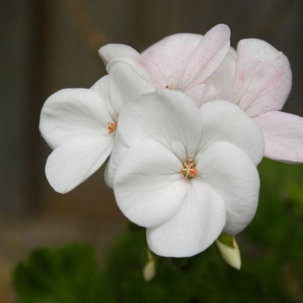 Buy White Geranium Online | Garden Goods Direct