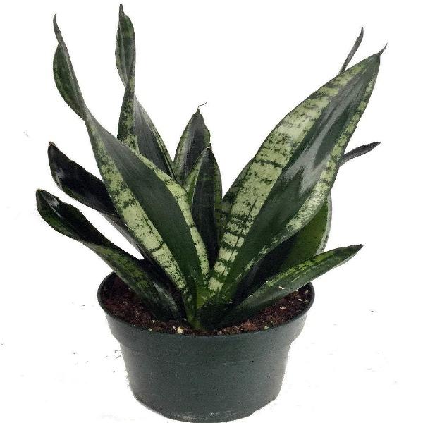 Whitney Snake Plants for Sale | Garden Goods Direct