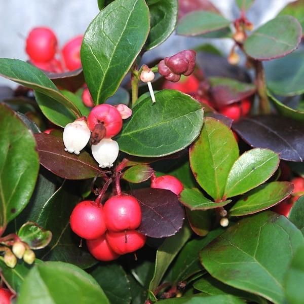 Teaberry 'Berry Cascade' Wintergreen Plants | Garden Goods Direct