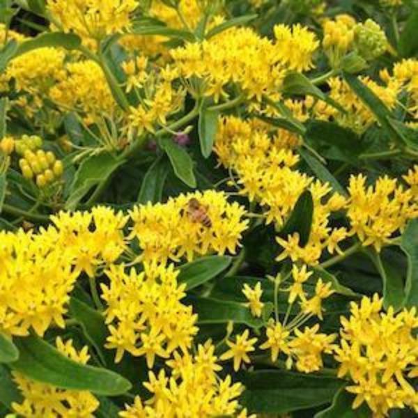 Asclepias Tuberosa Hello Yellow