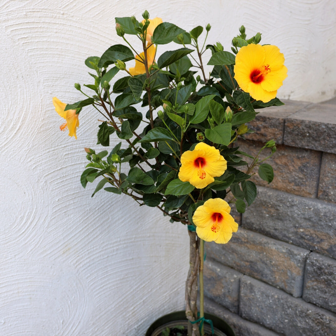 Buy Yellow Hibiscus Online | Garden Goods Direct