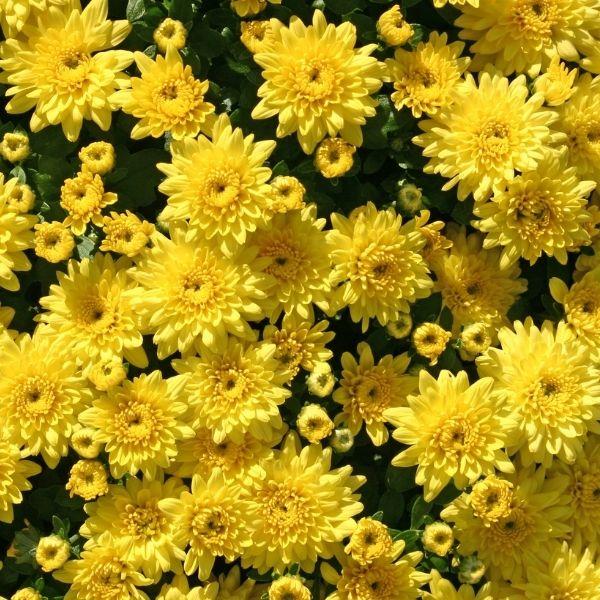 Buy Yellow Mums Online - Yellow Chrysanthemum | Garden Goods Direct