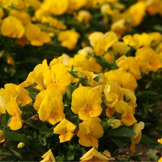 Buy Yellow Pansy Plants Online | Garden Goods Direct