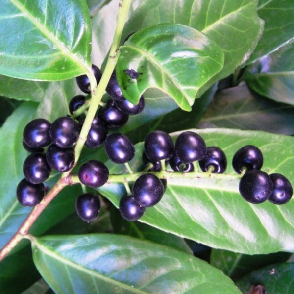 Prunus Laurocerasus Zabeliana